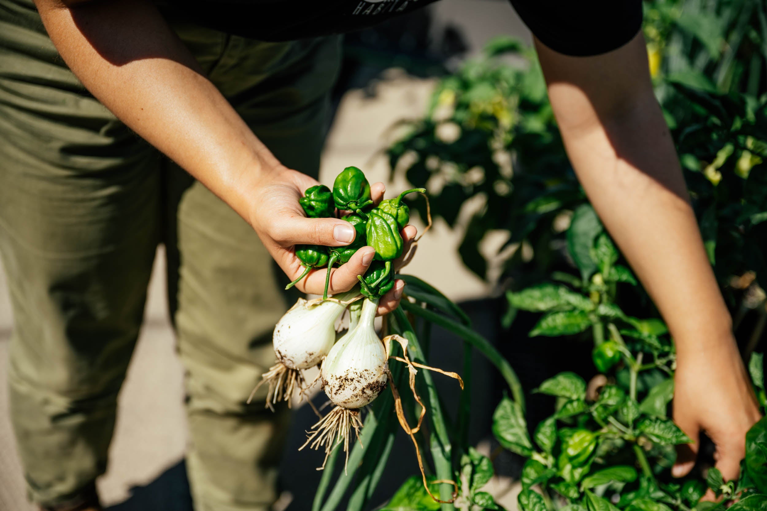 Making Sustainable Strides: FCR’s MicroHabitat Pilot Project - First ...