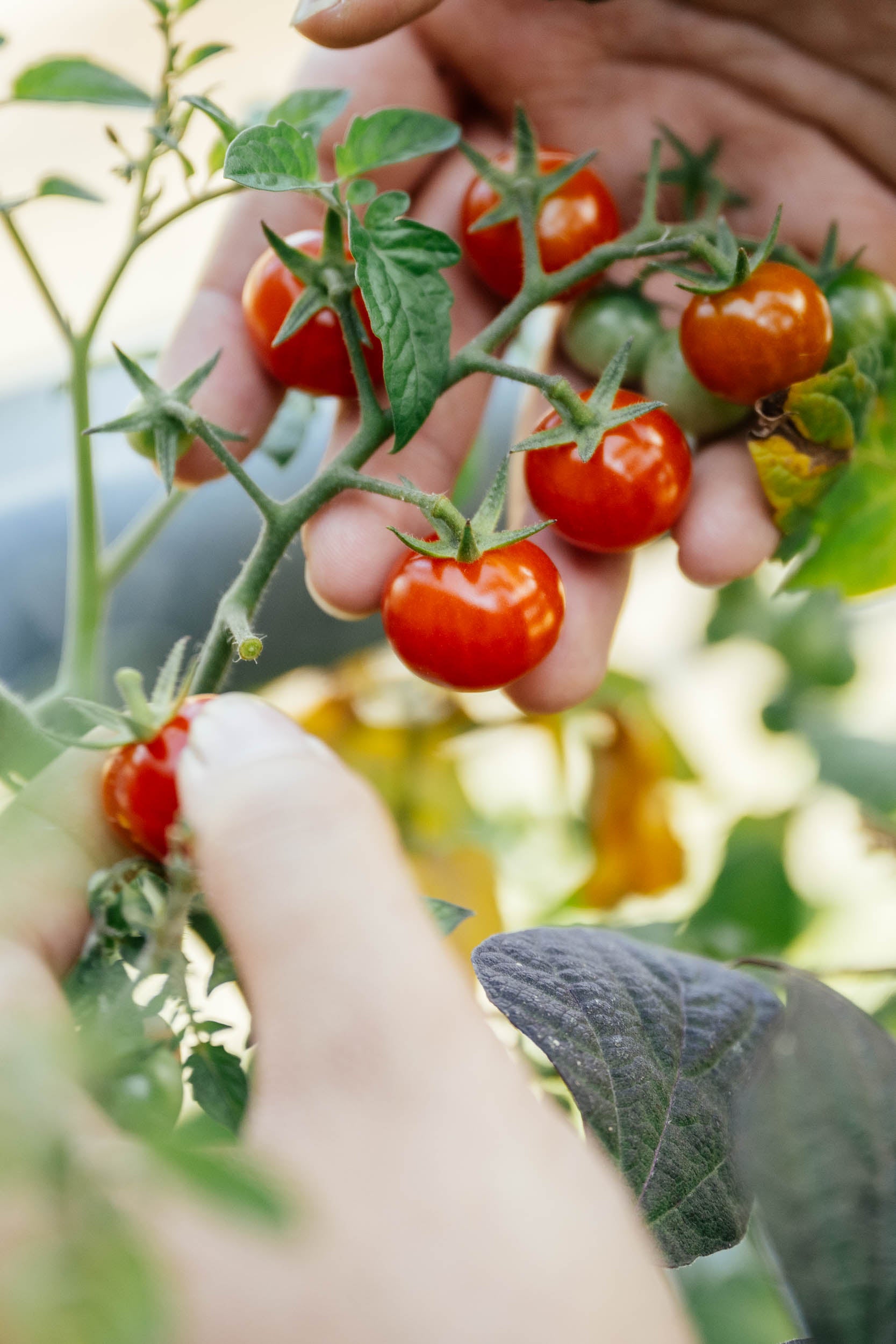 Making Sustainable Strides: FCR’s MicroHabitat Pilot Project - First ...